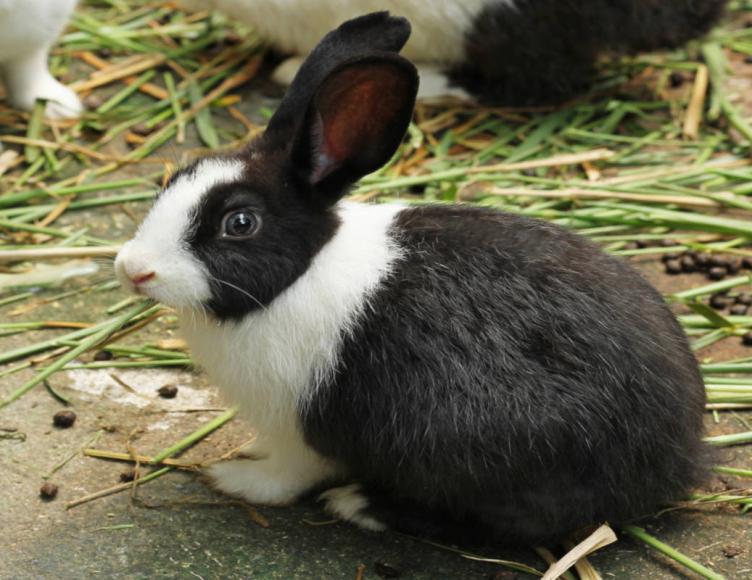 Il delicato organismo del coniglio: fornirgli una naturale protezione ...